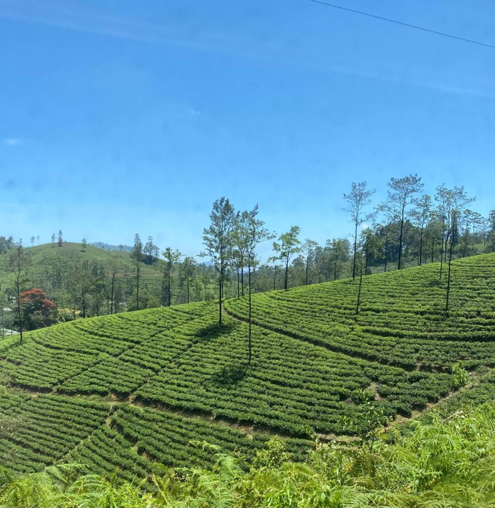 Ride Sri Lanka’s “Tea Train”! Recommended Scenic Routes (Including the ...